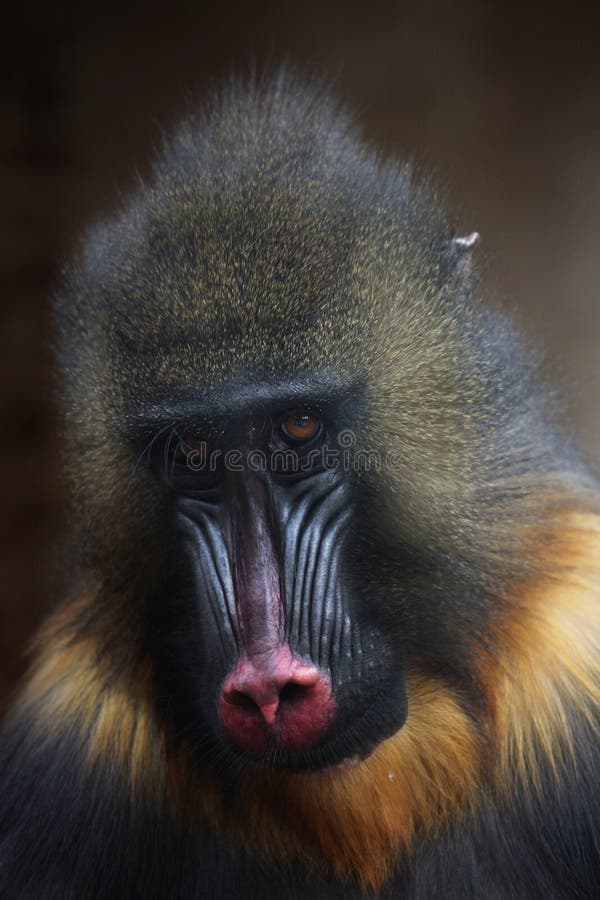 Mandrill (Mandrillus Sphinx). Stock Image - Image of congo, nature ...