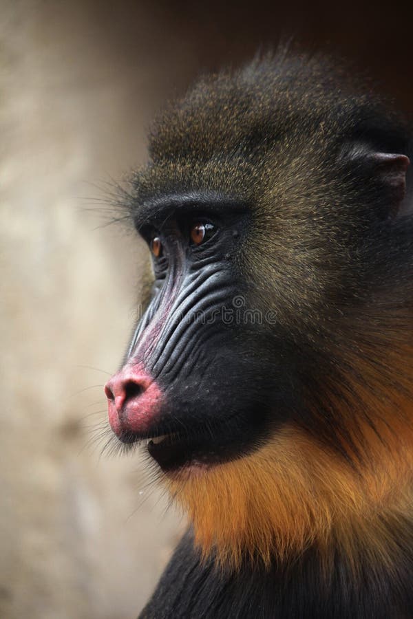 Mandrill (Mandrillus Sphinx). Stock Image - Image of close, portrait ...