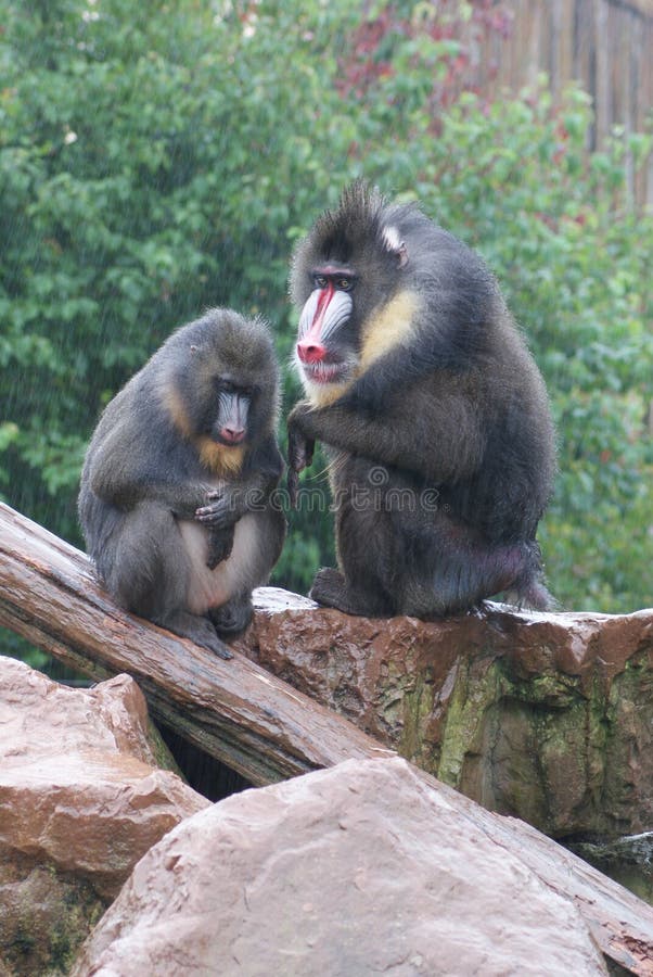 Manlig Mandrill (Mandrillussfinx) I Den Singapore Zoo Fotografering för ...