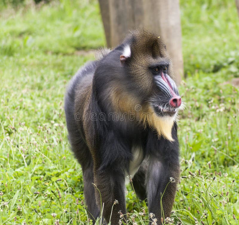 Manlig Mandrill (Mandrillussfinx) I Den Singapore Zoo Fotografering för ...