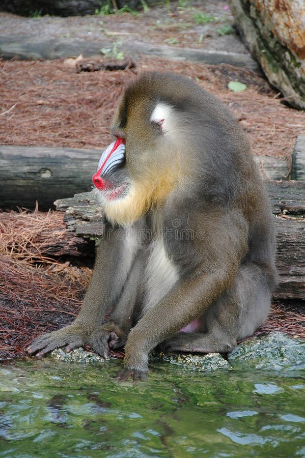 Mandrill Monkey stock photo. Image of hands, washing - 13181248