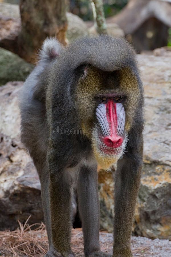 Mandrill Monkey stock photo. Image of hands, washing - 13181248