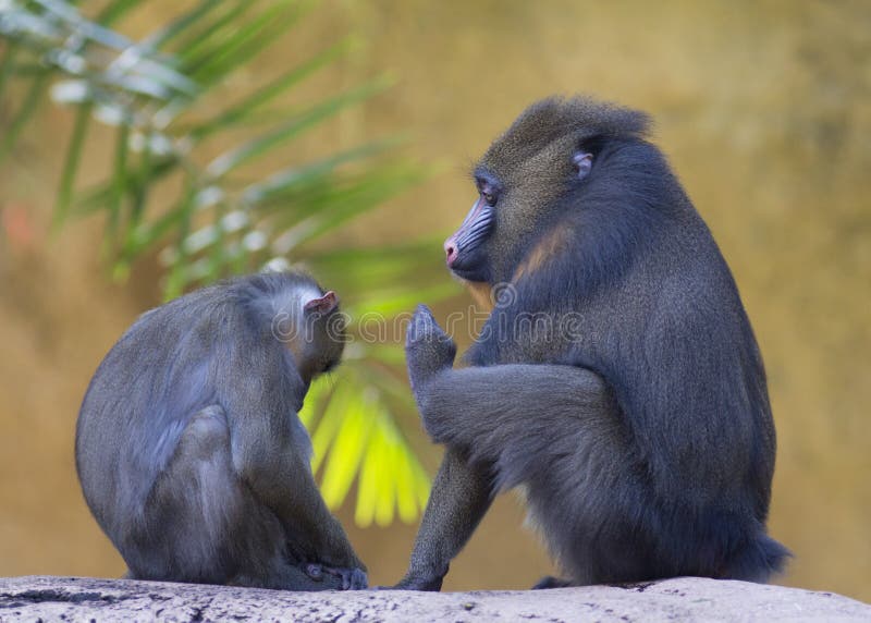 Mandrill monkey couple stock image. Image of couple, pair - 32618211