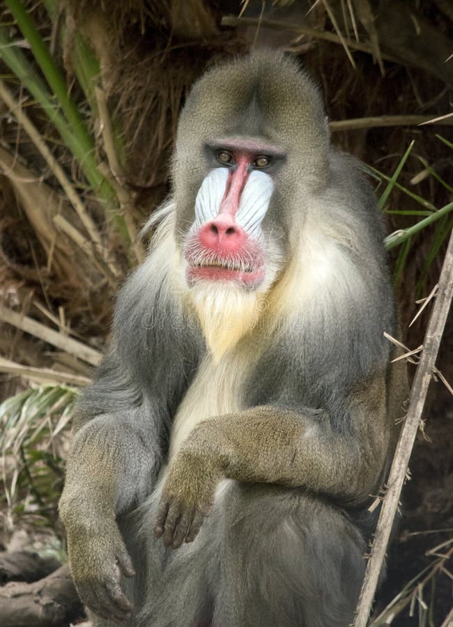 The Mandrill Monkey Has a Pink Nose White Cheeks and Brown Eyes. he is ...