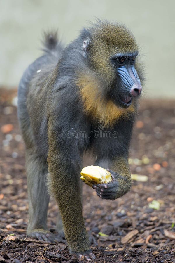 Mandrill Monkey portrait stock photo. Image of mandrillus - 38525134