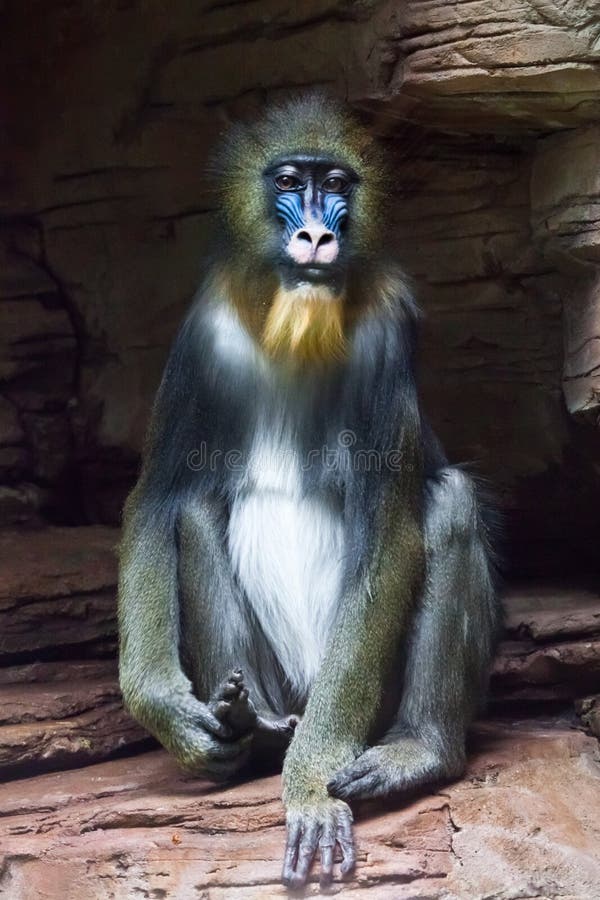 Mandrill Monkey Rafiki on a Dark Background and Rocks Stones Stock ...