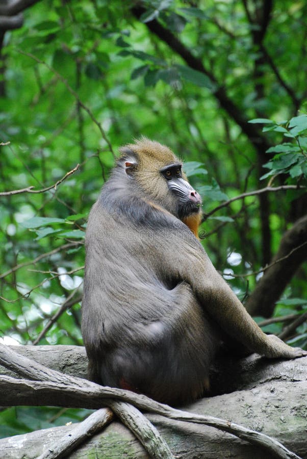 Mandrill Monkey Sitting on a Fallen Tree Stock Photo - Image of primate ...