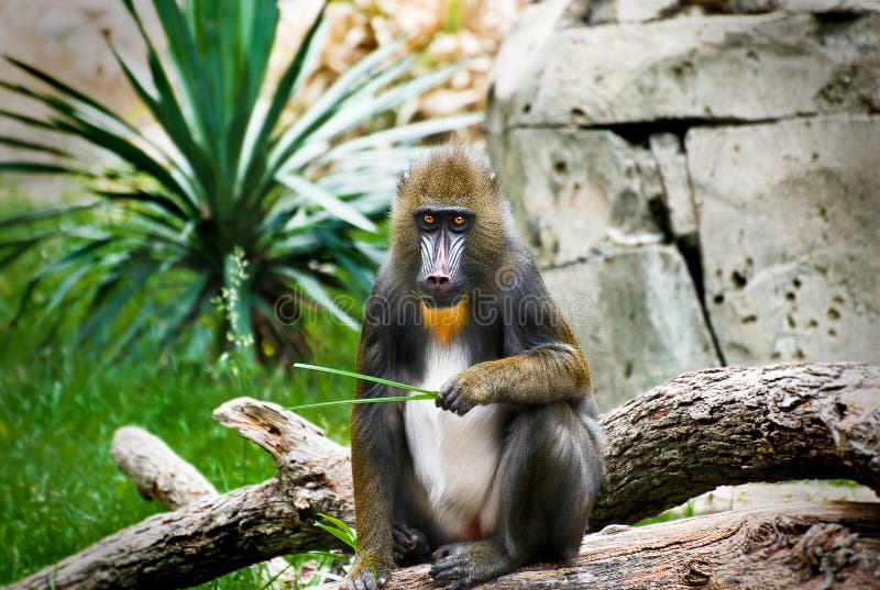 Mandrill Monkey at the Zoo stock photo. Image of sitting - 12543636