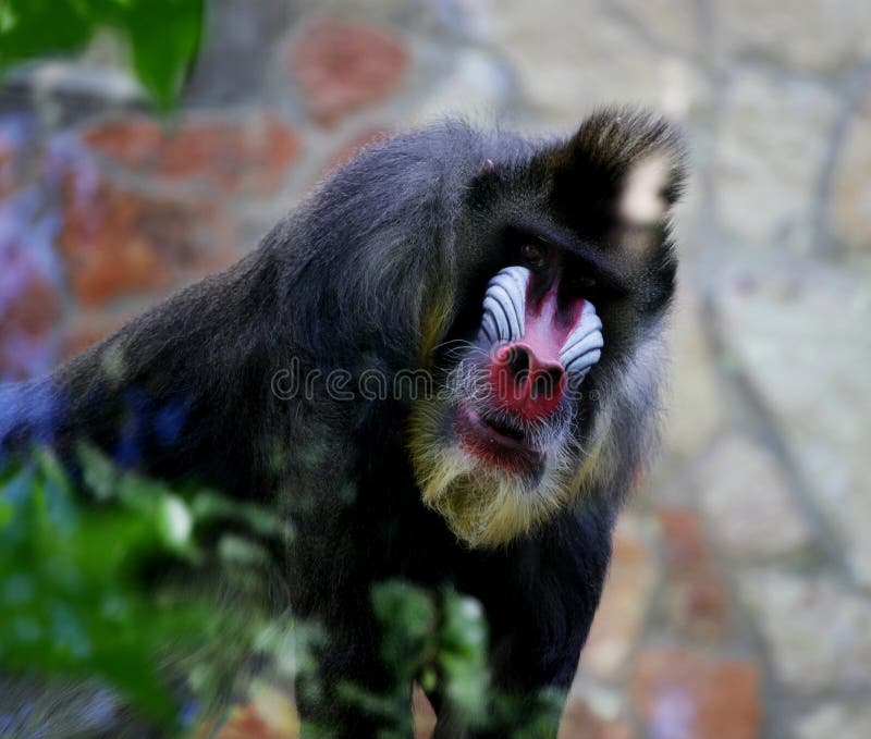 Mono Del Mandril Con Los Dientes Agudos Con Su Boca Abierta Imagen de ...