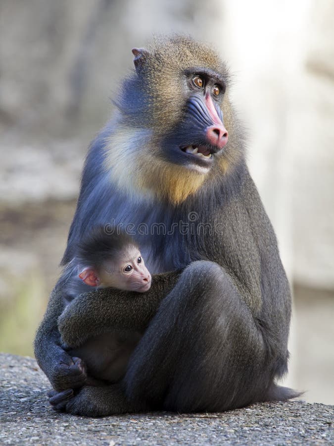 Mandrill Mother with Her Baby Stock Image - Image of primate, wild ...