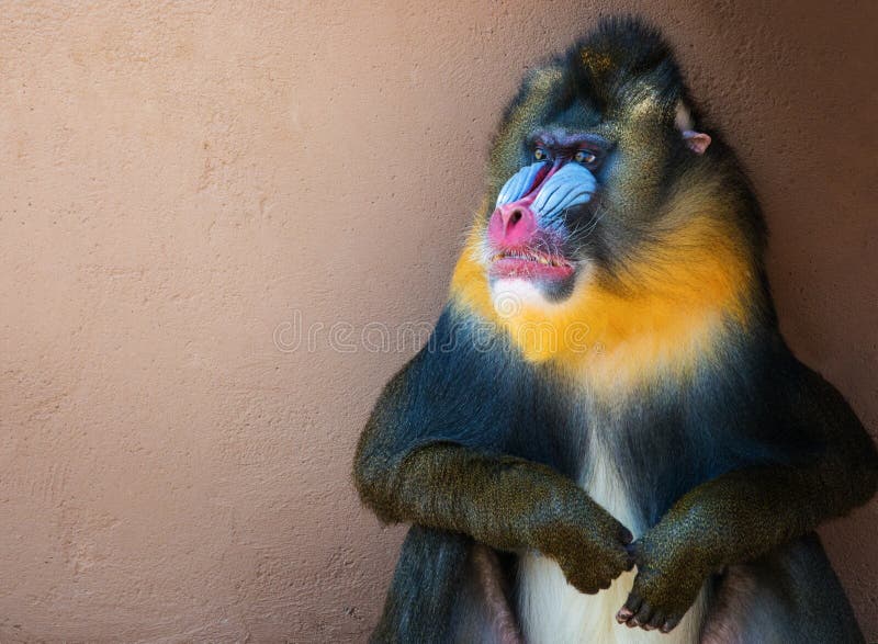 Screaming Mandrill stock photo. Image of danger, upset - 17037022