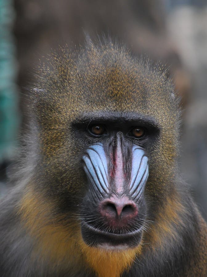 Mandrill stock image. Image of wildlife, monkey, animal - 47444577