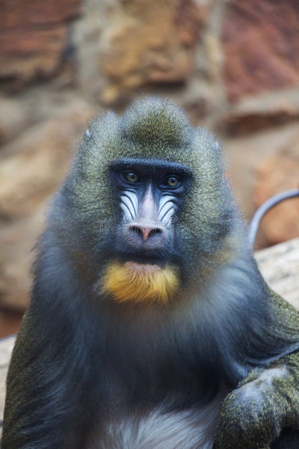 Mandrill Portrait 2 stock photo. Image of enclosure, blue - 34112298