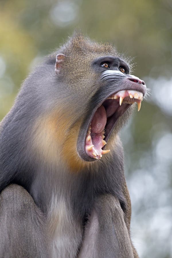 132 Angry Mandrill Stock Photos - Free & Royalty-Free Stock Photos from ...