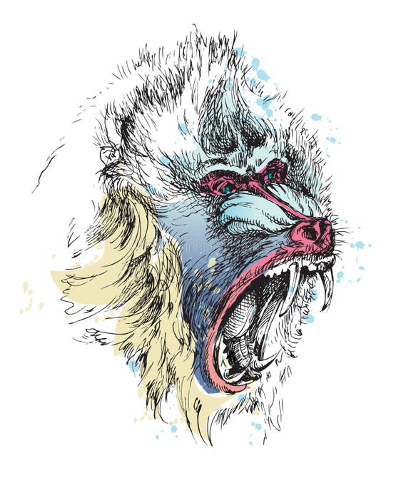 Mandrill stock illustration. Illustration of hand, drawn - 43481040