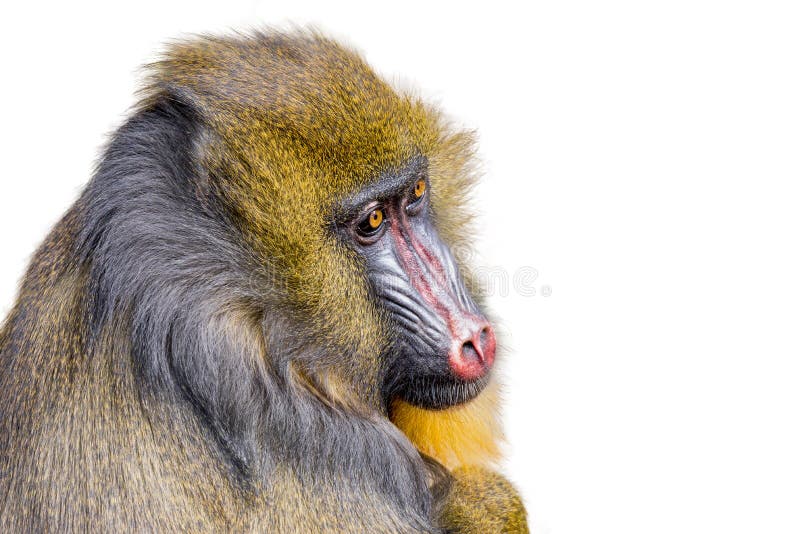 Mandrill Portrait stock photo. Image of side, animal - 46449346