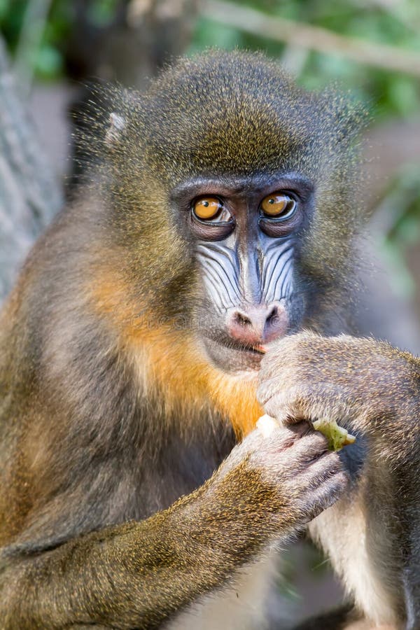 126 Angry Mandrill Stock Photos - Free & Royalty-Free Stock Photos from ...