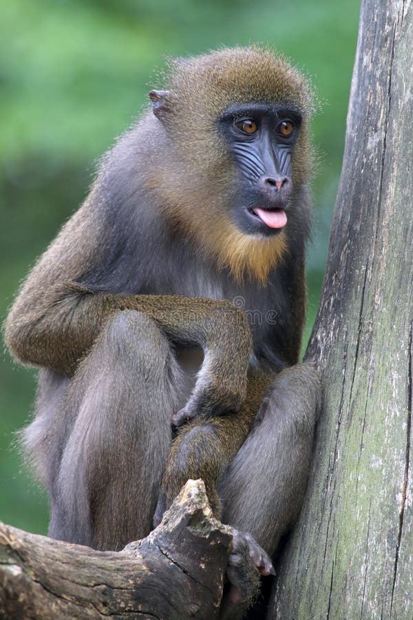 126 Angry Mandrill Stock Photos - Free & Royalty-Free Stock Photos from ...