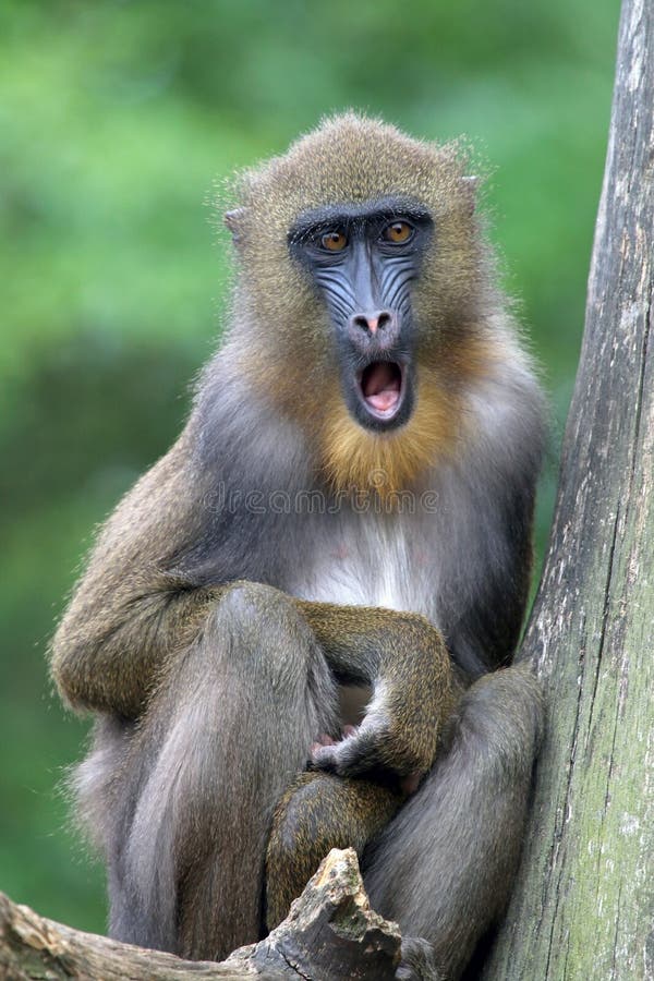 126 Angry Mandrill Stock Photos - Free & Royalty-Free Stock Photos from ...