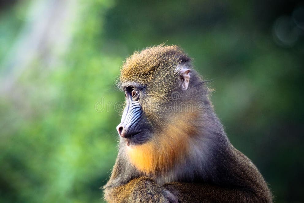 Mandrill profile stock image. Image of mandrill, light - 35946191