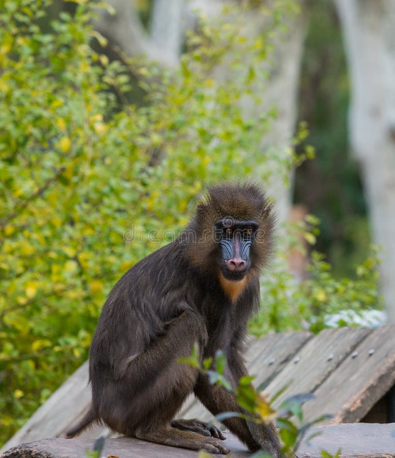 Mandrill stock image. Image of light, colourful, captivity - 33818033