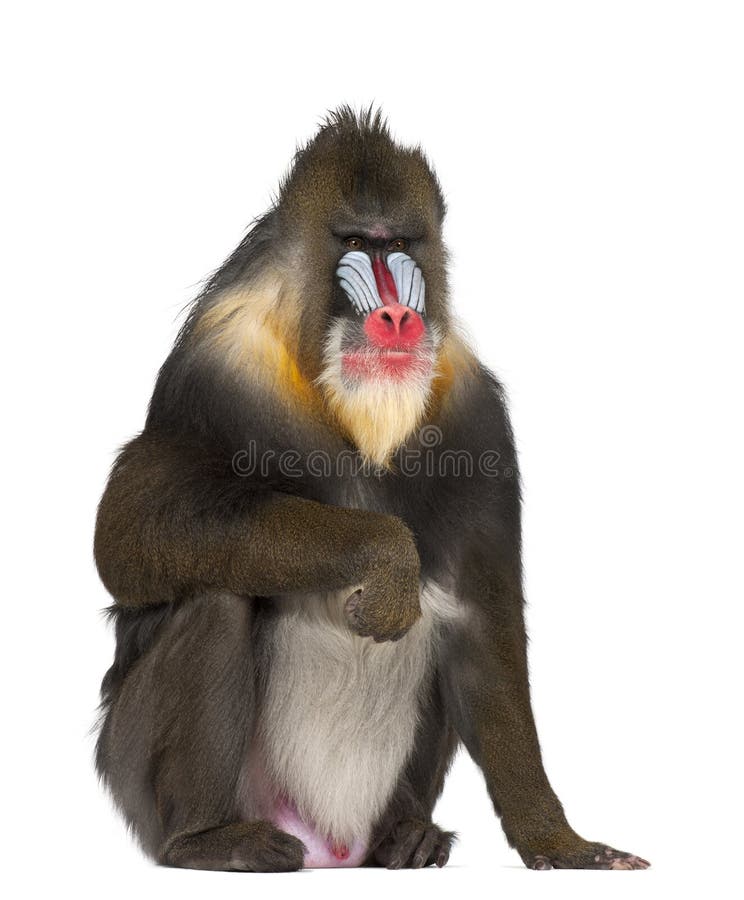Mandrill Standing, Mandrillus Sphinx Stock Photo - Image of monkey ...