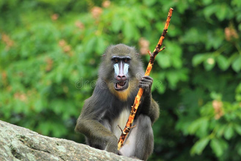 Mandrill Baby with Its Parent Stock Image - Image of mandrillus, nature ...