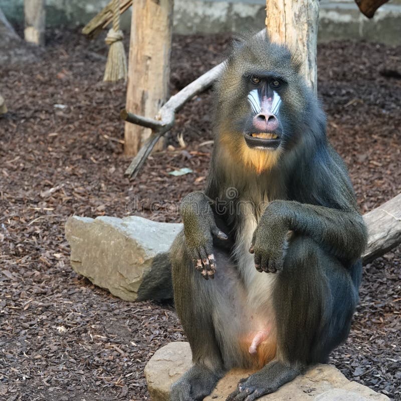 A Mandrill Sitting on a Stone. Stock Photo - Image of primate, wild ...