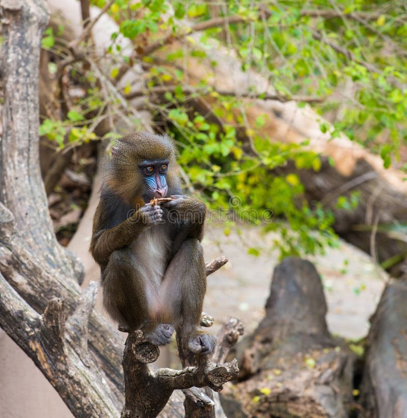 Mandrill stock image. Image of light, colourful, captivity - 33818033