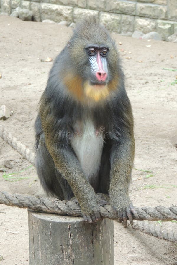 Mandrill stock image. Image of mammal, wild, tree, trunk - 42867227