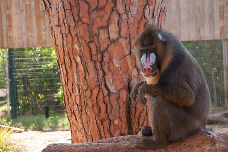Mandrill Sitting in a Tree at the Zoo Stock Image - Image of monkey ...