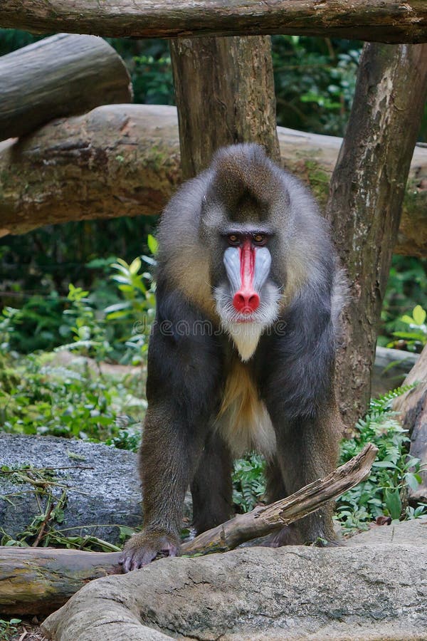 Mandrill standing stock photo. Image of nature, fauna - 24149288