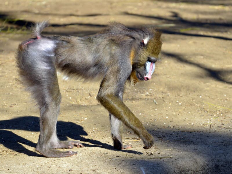 Mandrill Standing on Ground Stock Photo - Image of omnivorous, mammal ...