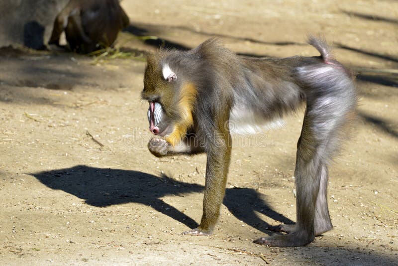 Mandrill Standing on Ground Stock Image - Image of closeup, muzzle ...