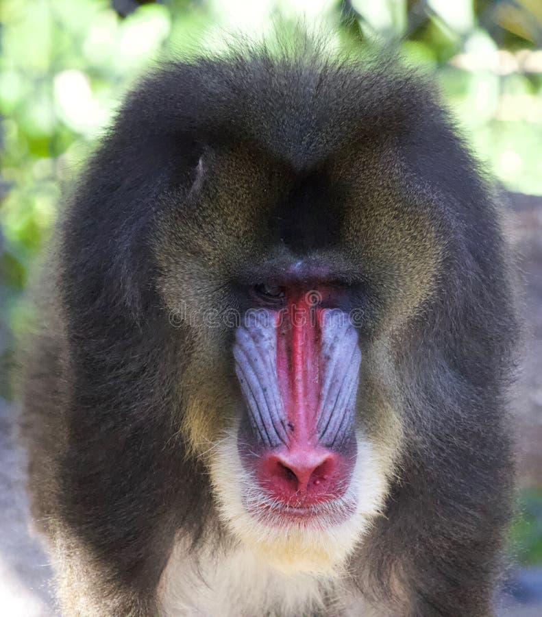 Mandrill portrait. stock image. Image of sitting, animal - 21635983