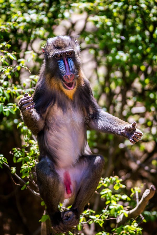 Mandrill on tree stock photo. Image of african, nature - 220984302