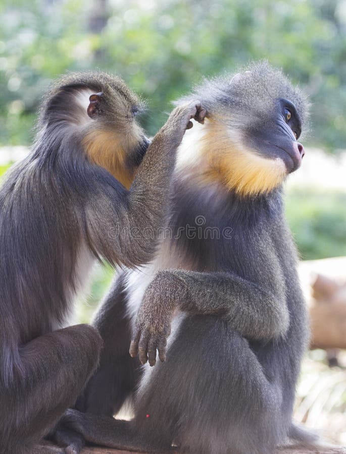 Mandrill stock photo. Image of monkey, tropical, human - 42889446