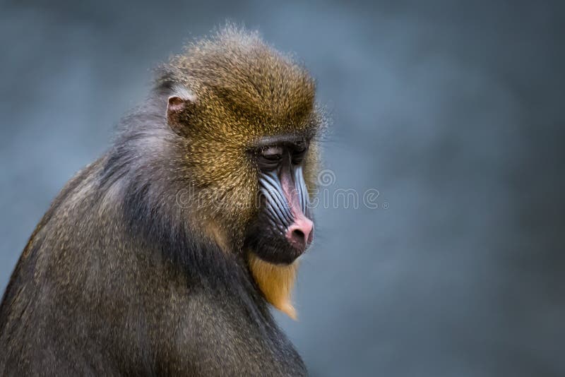 Mandrill VI stock image. Image of animal, peaceful, female - 61171005
