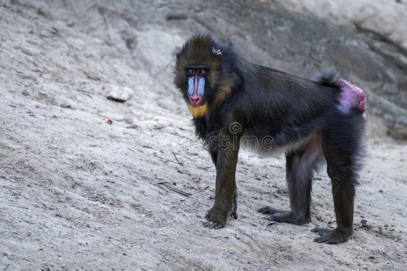 Mandrill Walks on the Sand, Monkey Walks on the Sand Side View. Stock ...