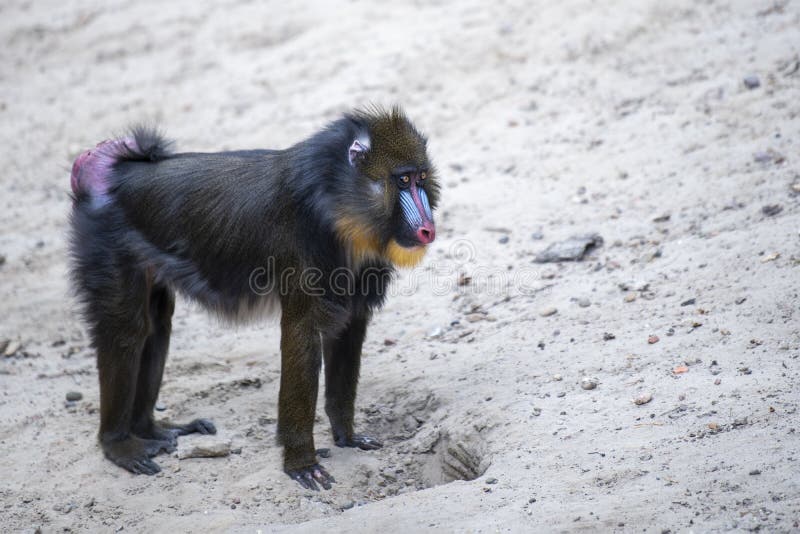 Mandrill Walks on the Sand, Monkey Walks on the Sand Side View. Stock ...