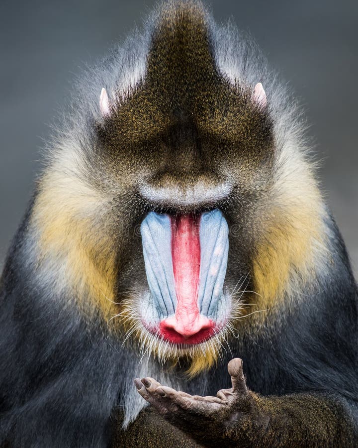 Mandrill XIII stock image. Image of mammal, nature, male - 69961081