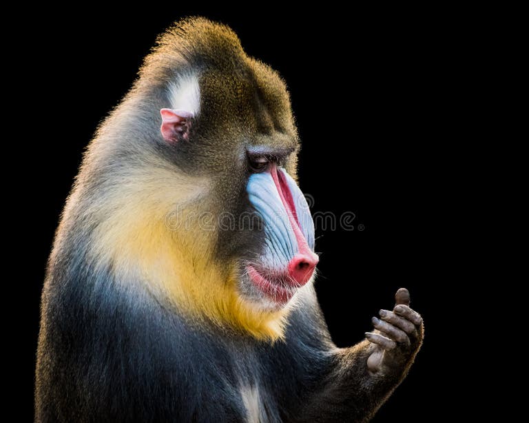 Mandrill XIV stock photo. Image of world, black, primate - 87535130