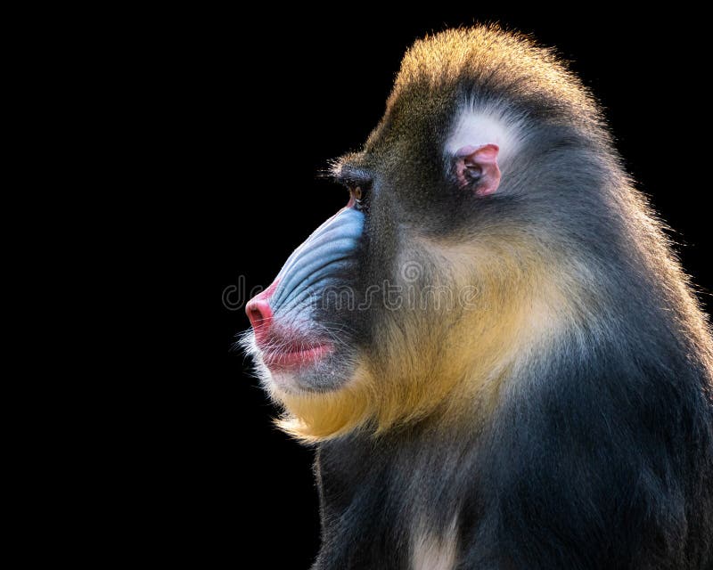 Mandrill XVII stock photo. Image of mandrill, mammal - 129479426