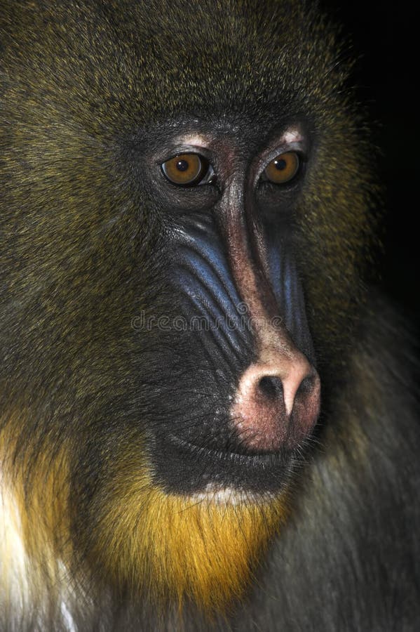 Mandrill- Young Alpha Male stock photo. Image of nose - 1419006