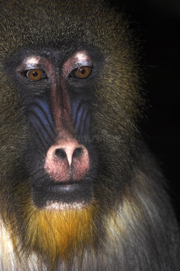 Mandrill- Young Alpha Male Picture. Image: 1419008