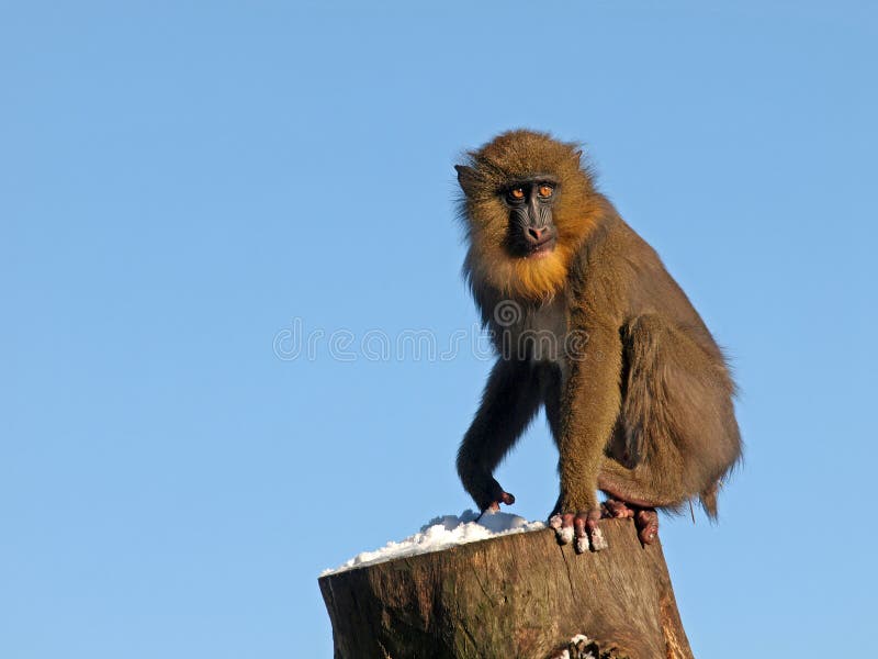 Mandrill stock image. Image of pink, brown, wildlife - 33847027
