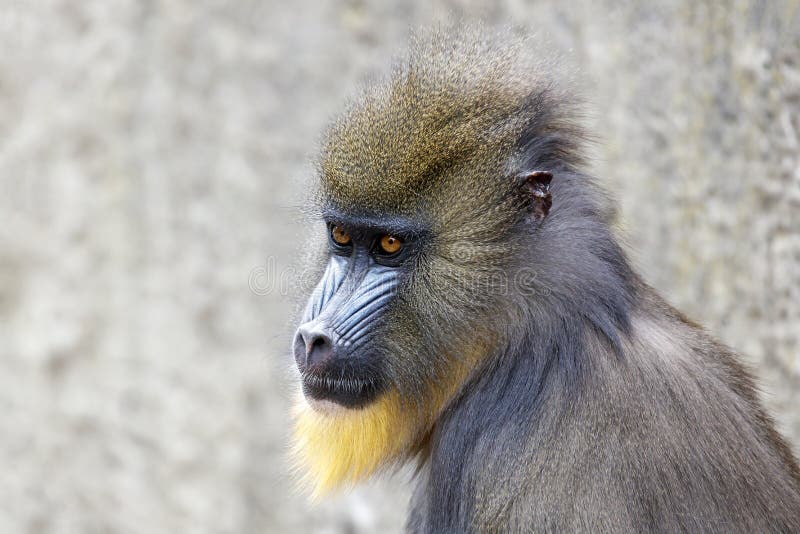 330 Female Mandrill Stock Photos - Free & Royalty-Free Stock Photos ...