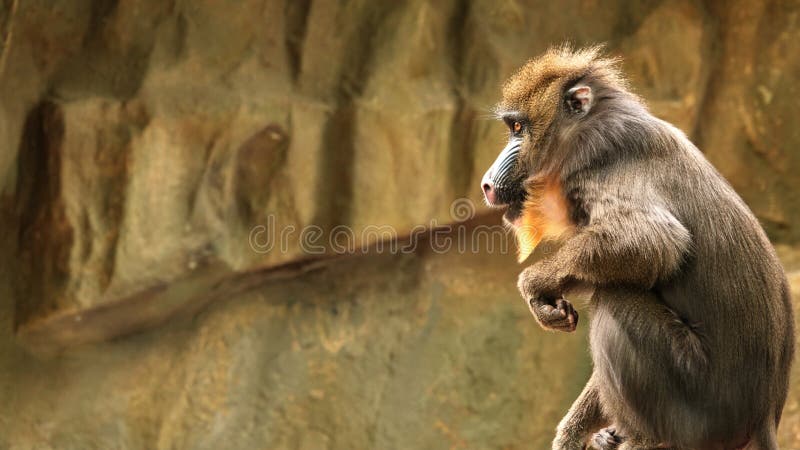 Mandrill stock photo. Image of male, mandrill, predator - 150371896