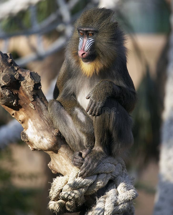 847 Baby Mandrill Stock Photos - Free & Royalty-Free Stock Photos from ...