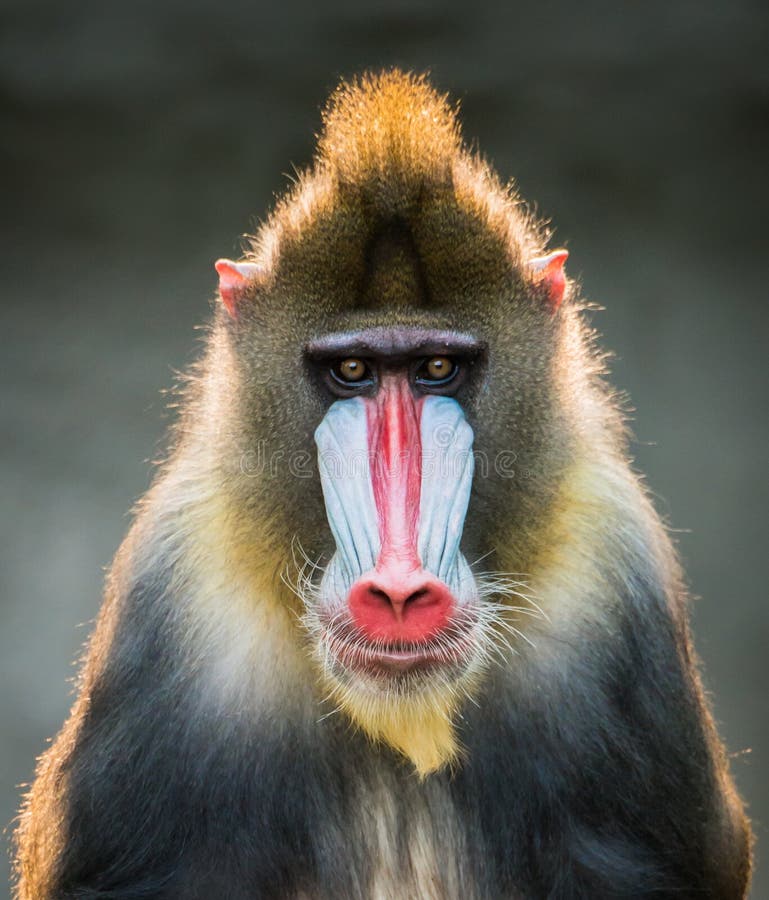 Mandrill immagine stock. Immagine di selvaggio, africa - 13942749
